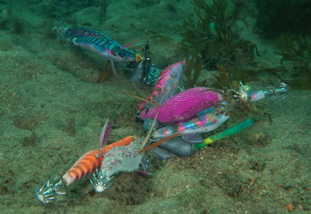 The Story of Murray and Ellie Eel - And How You Can Help This Special ...