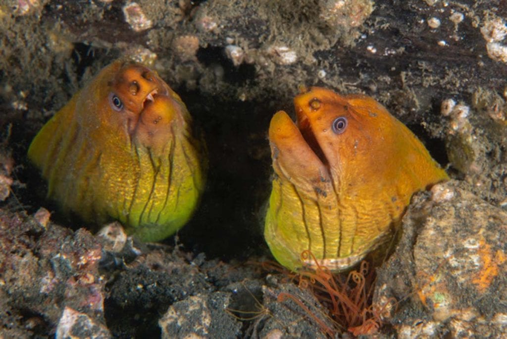 The Story of Murray and Ellie Eel - And How You Can Help This Special ...