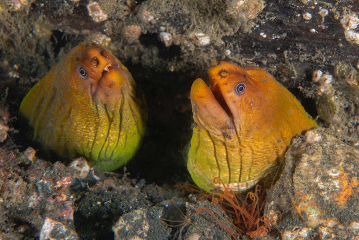 The Story of Murray and Ellie Eel - And How You Can Help This Special ...