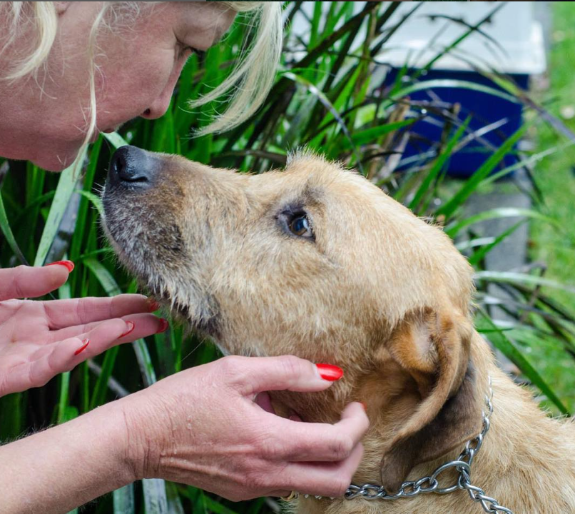 Meet The Local Legends At Wally’s Doggie Rescue