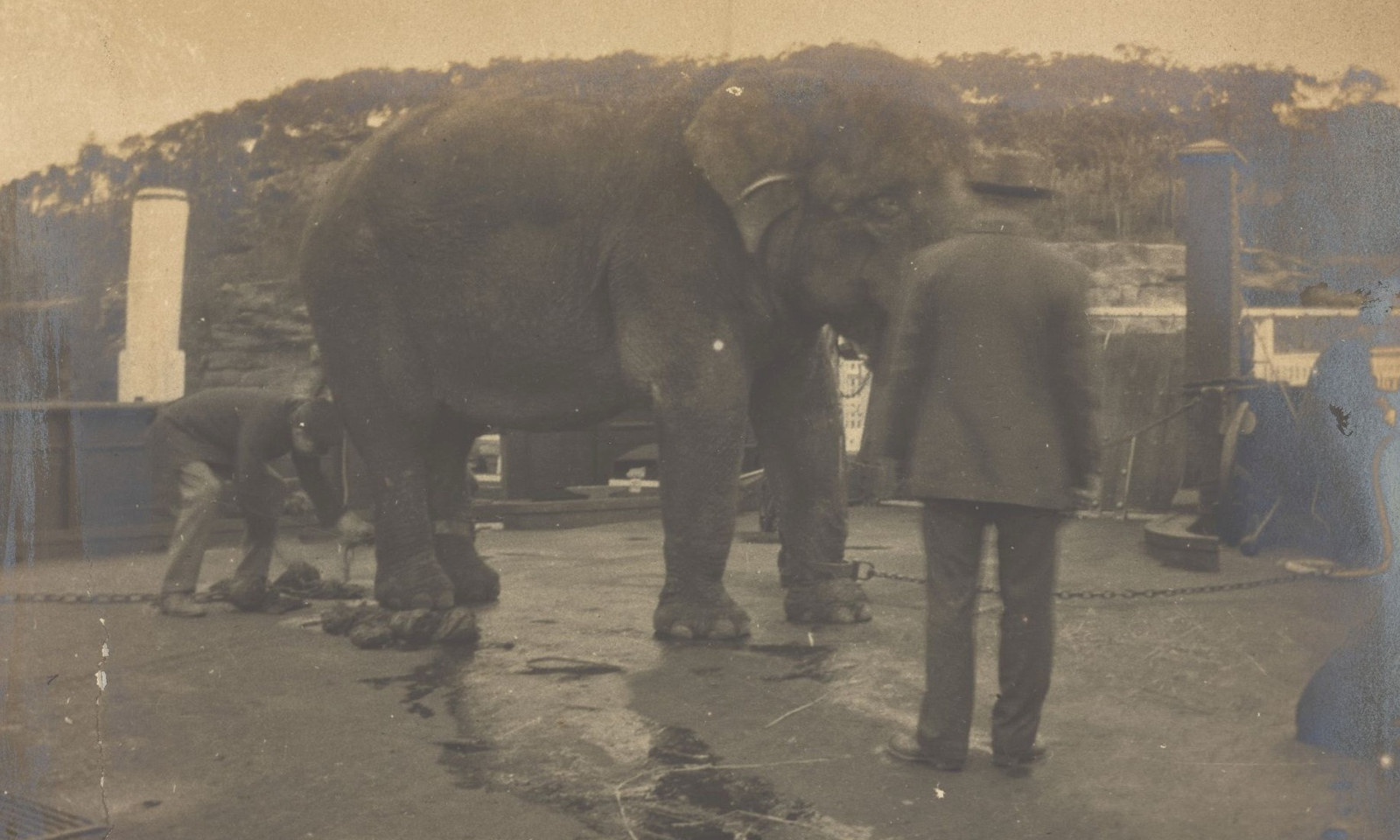 Time to Pack Those Trunks: Why Taronga's Asian Elephants Are Moving Out ...