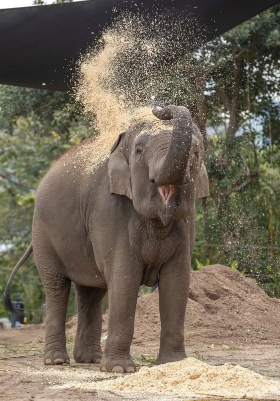 End of an Era: Taronga Zoo’s Asian Elephants Are Moving Out - North ...