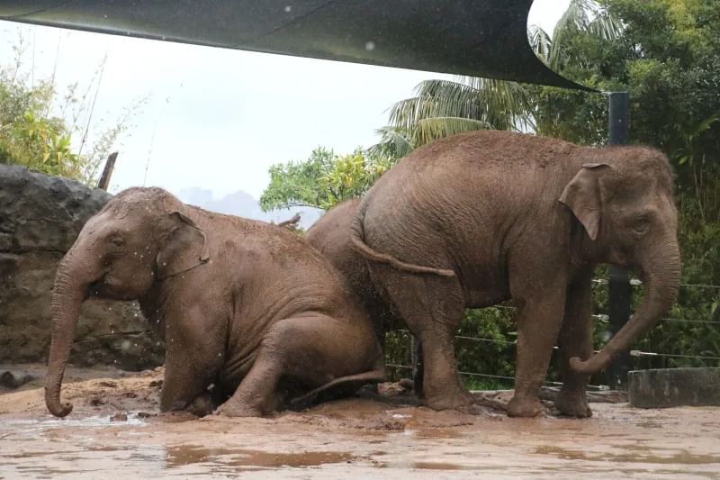 Time to Pack Those Trunks: Why Taronga's Asian Elephants Are Moving Out ...